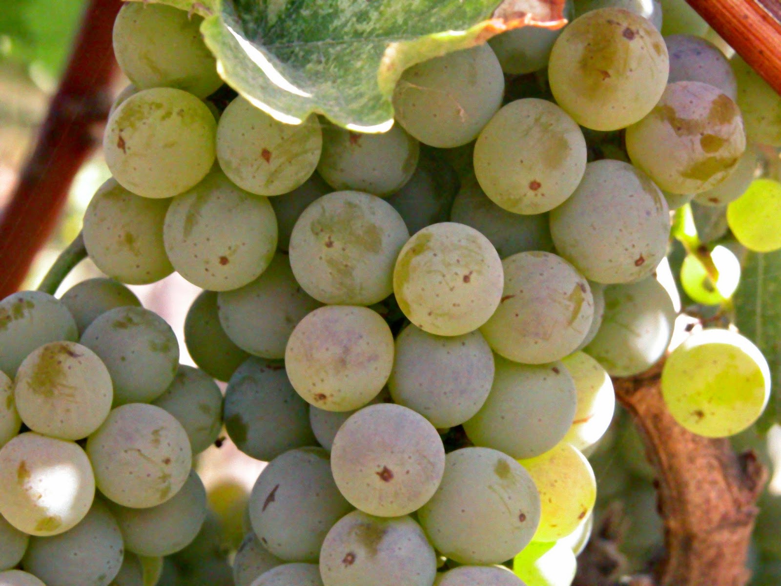 SAUVIGNON BLANC GRAPES (36 pounds per case) – peddler's-son